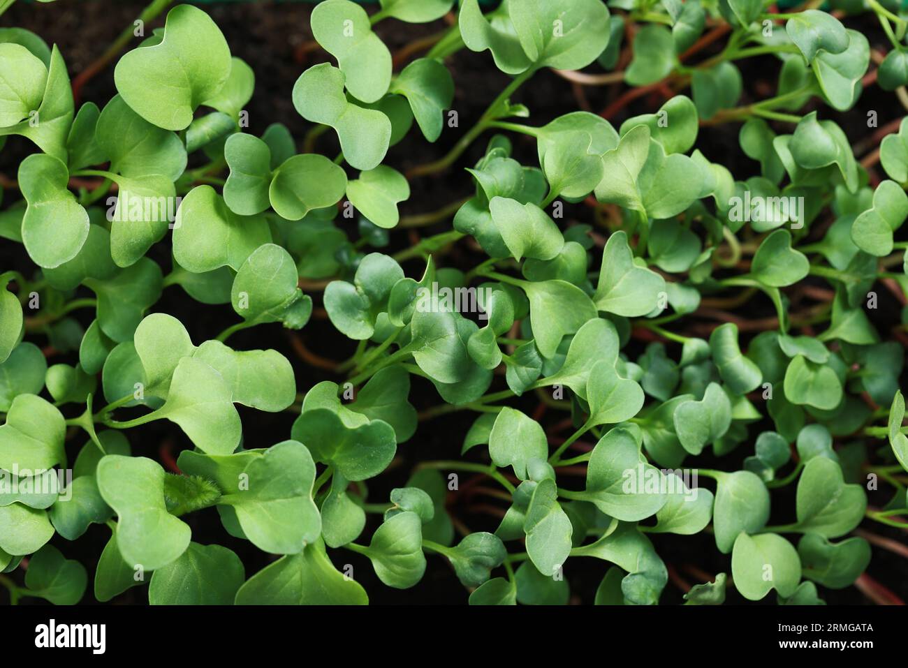 Fresh microgreens growing in soil as background, closeup Stock Photo ...