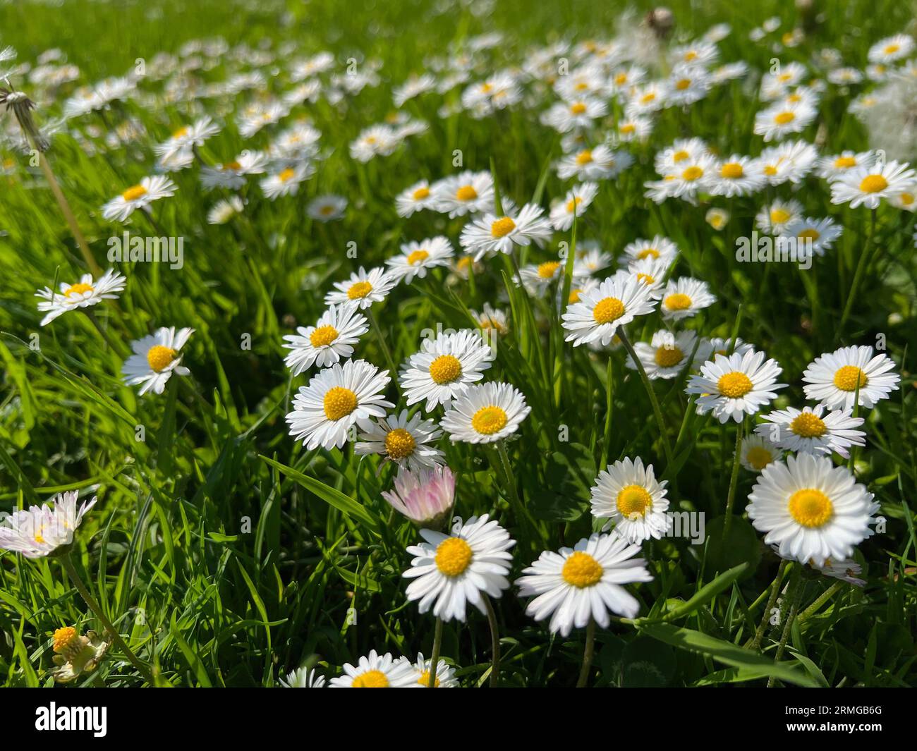 Beautiful white daisy flowers hi-res stock photography and images - Alamy