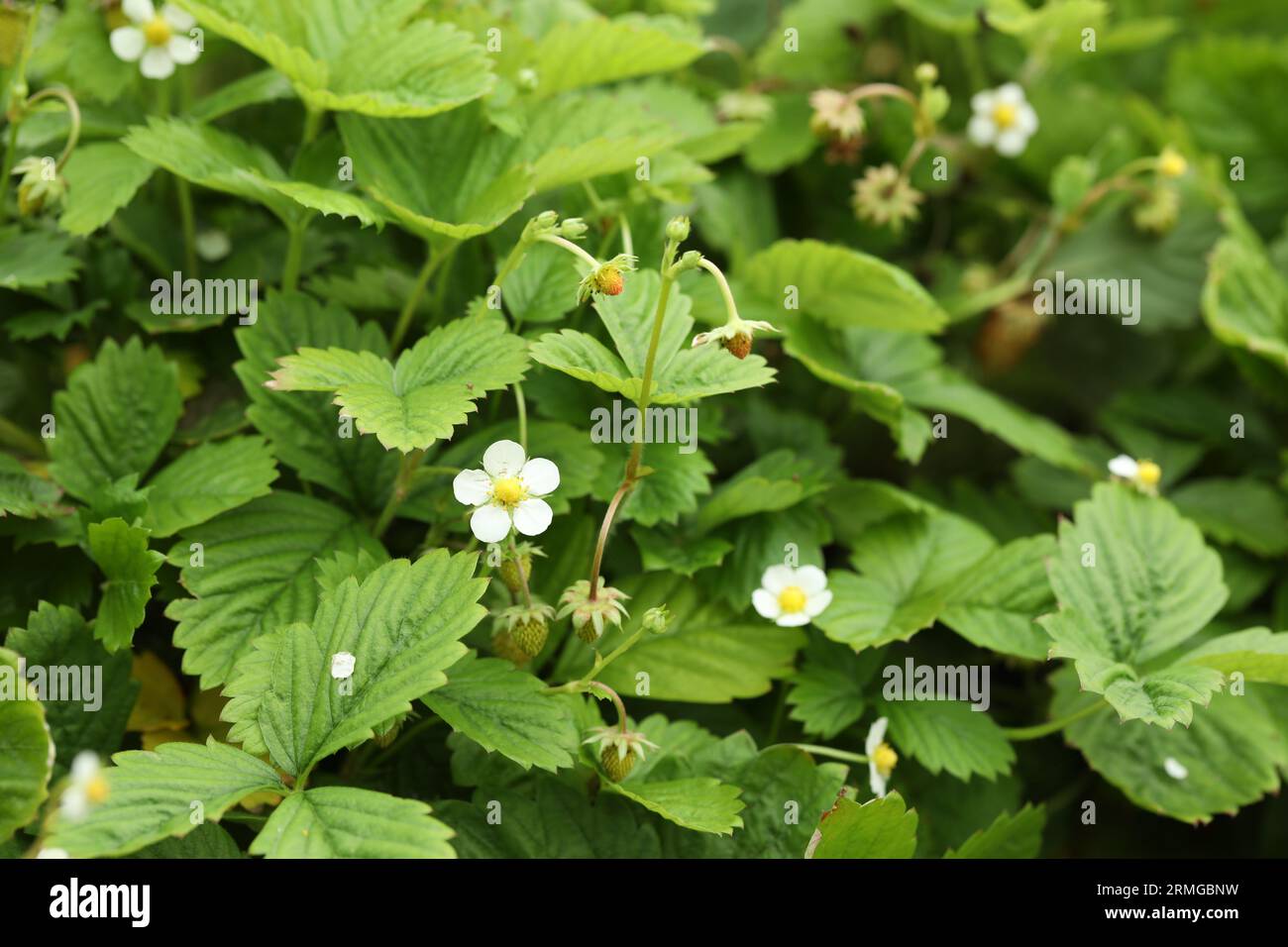 Strawberry flower bushes hi-res stock photography and images - Alamy