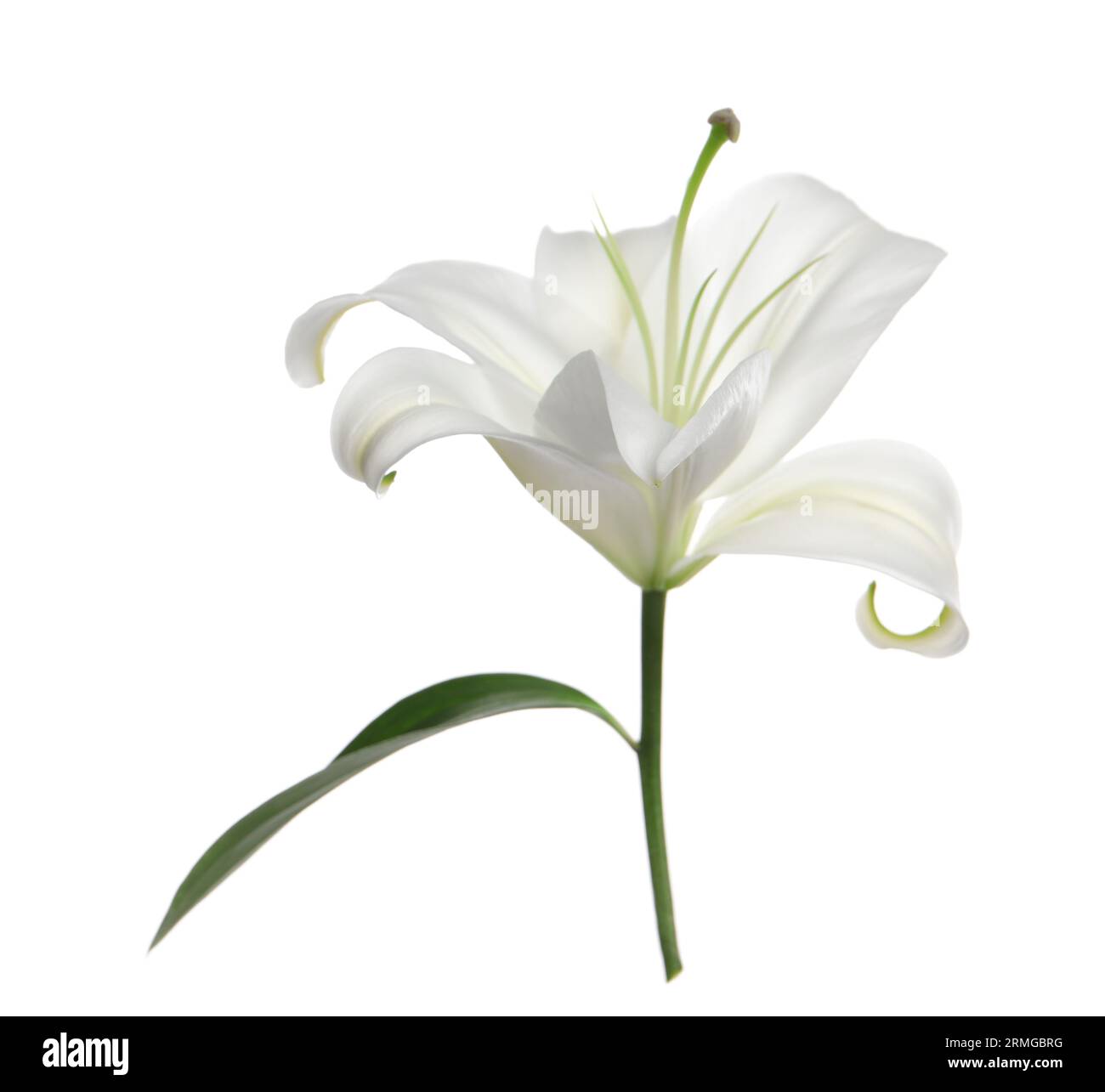 Beautiful fresh lily flower isolated on white Stock Photo - Alamy