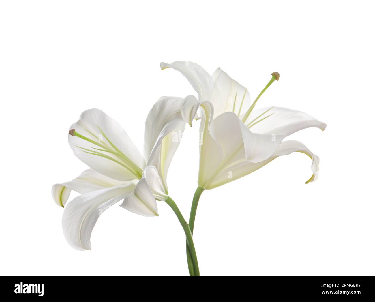 Fresh lily flowers hi-res stock photography and images - Alamy