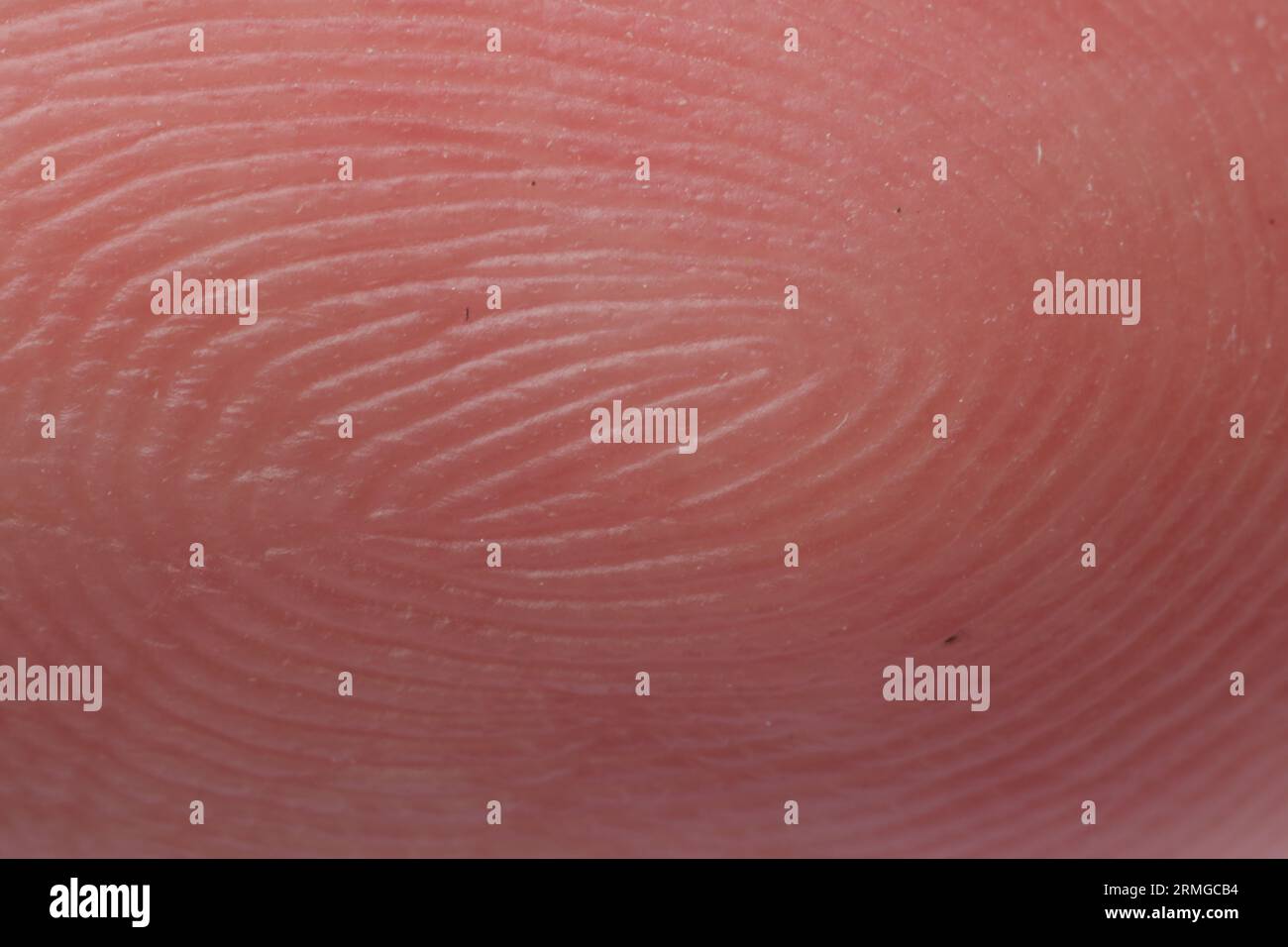 Friction ridges on finger as background, macro Stock Photo - Alamy