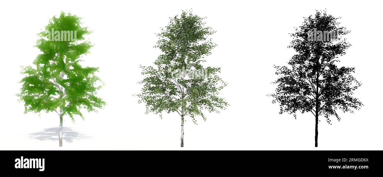 Set or collection of European White Beech trees, painted, natural and ...