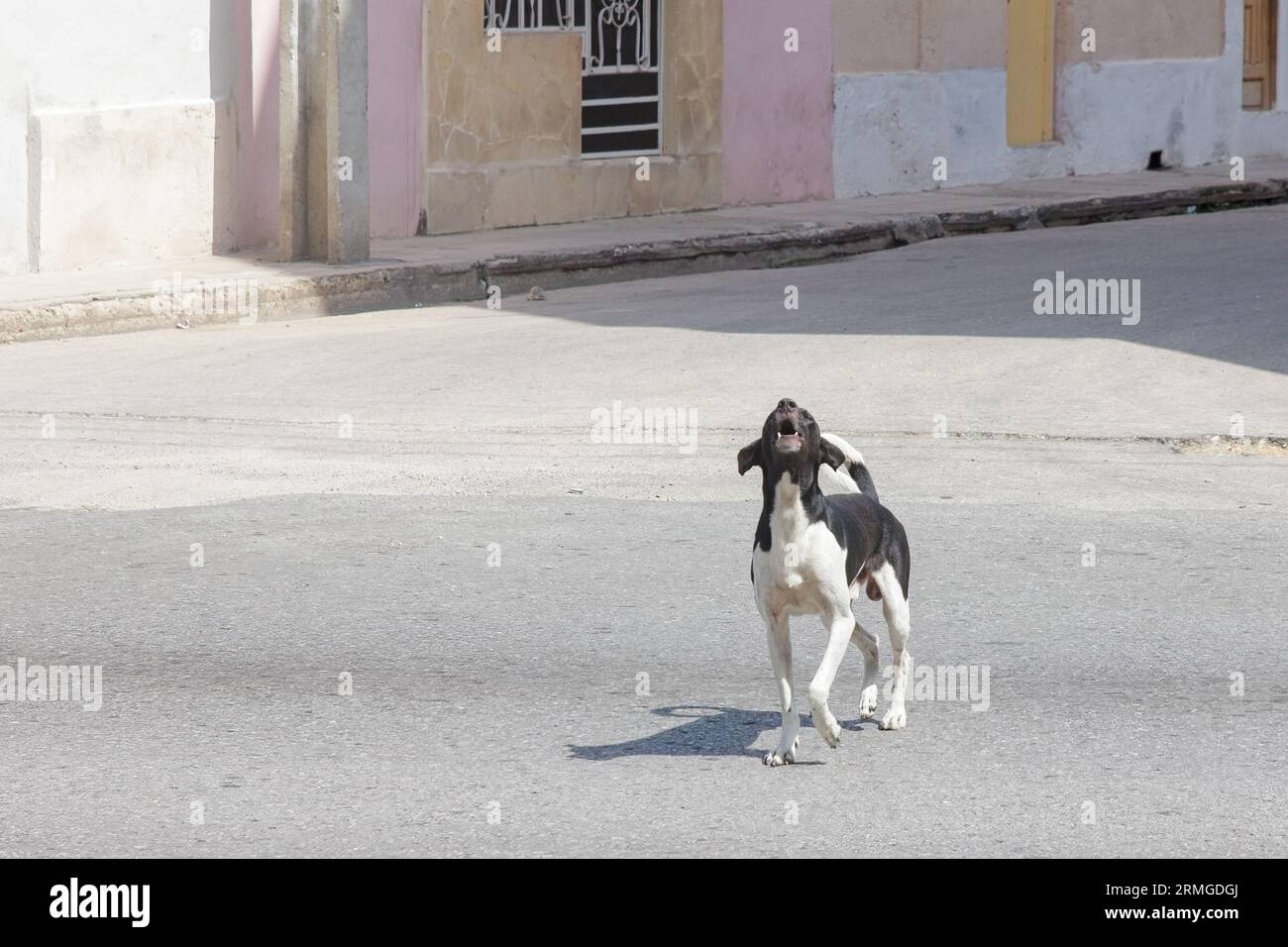 Havana, Cuba, 2023, Stray dog barking as it crosses a street Stock ...