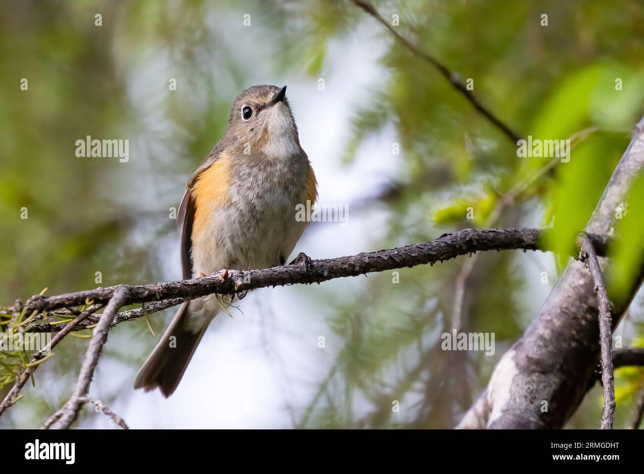Orange-flanked Bush Robin Stock Photo - Alamy