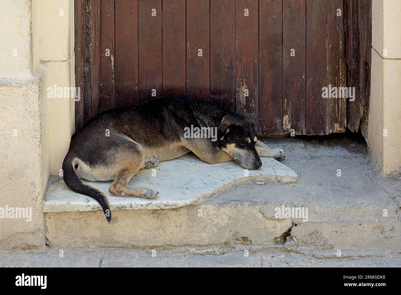 Stray animal dog hi-res stock photography and images - Alamy