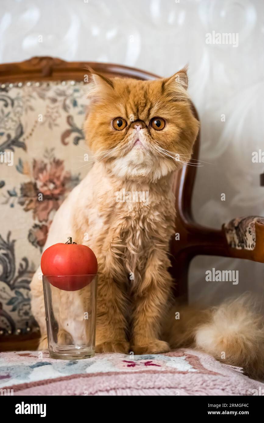 Funny cat and red tomato. Red Persian exotic cat Stock Photo - Alamy