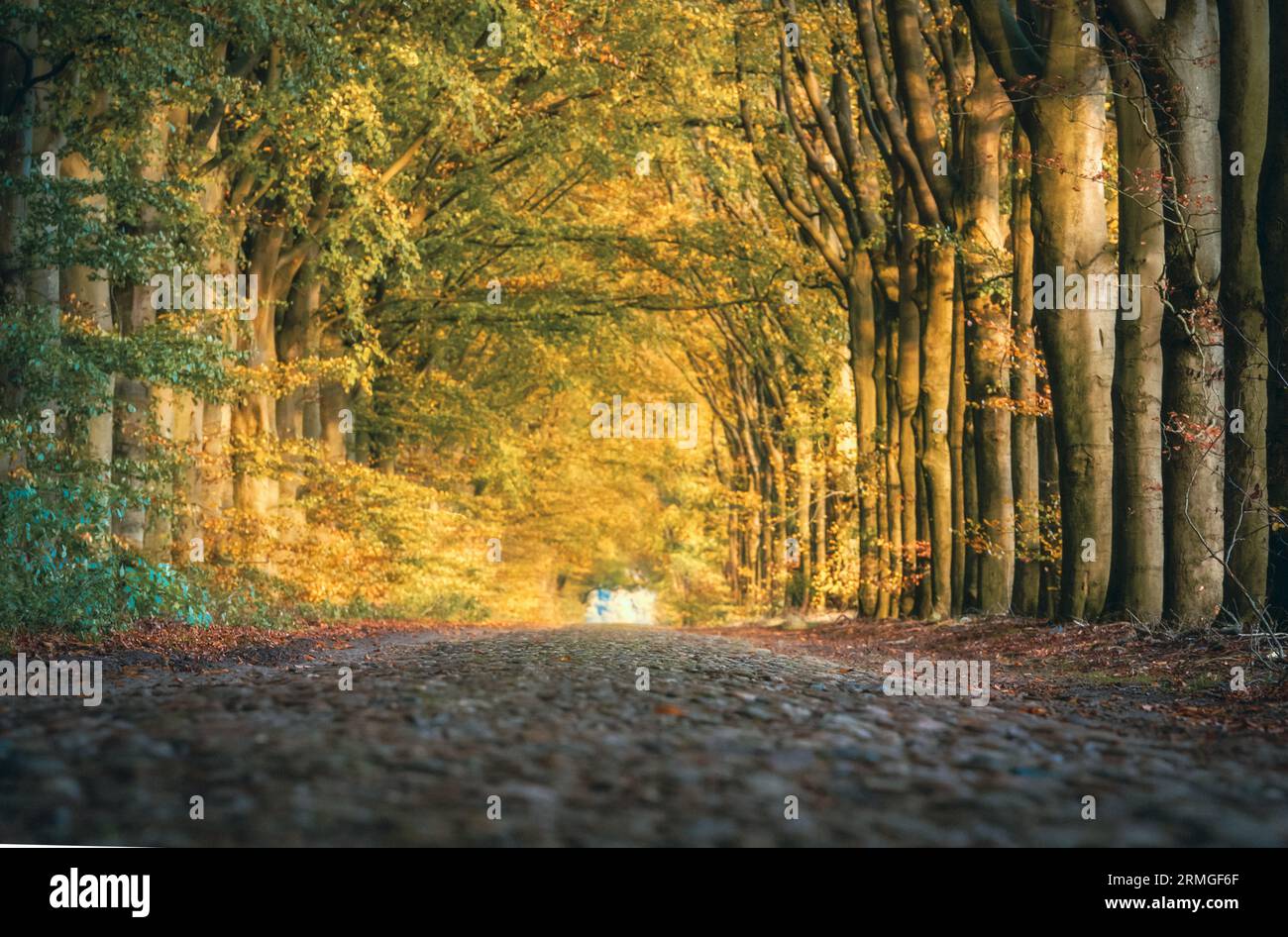 Pavement dappled hi-res stock photography and images - Alamy