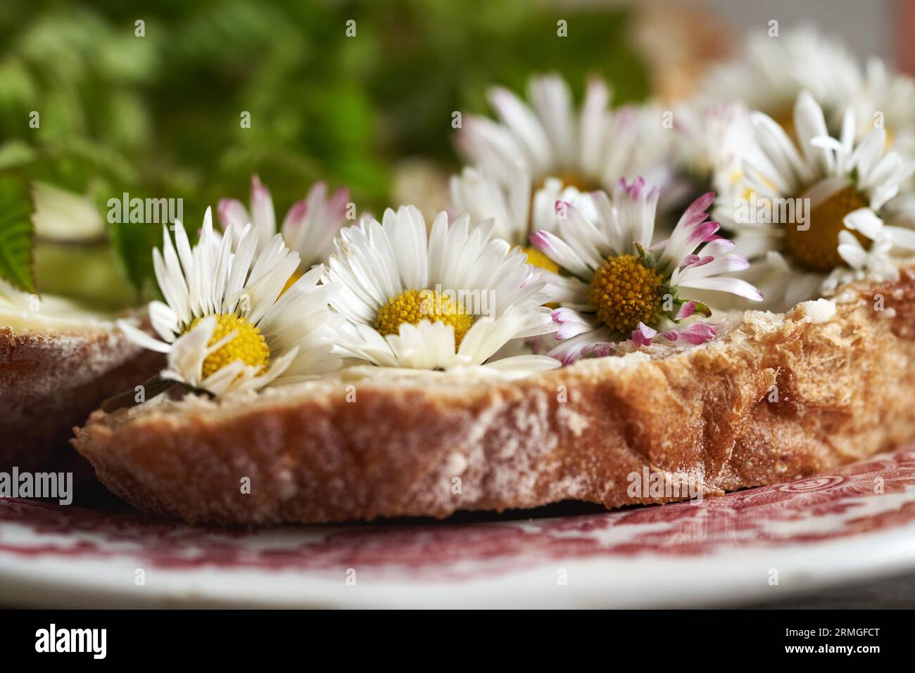 Closeup of common daisy flowers on a slice of sourdough bread - wild ...