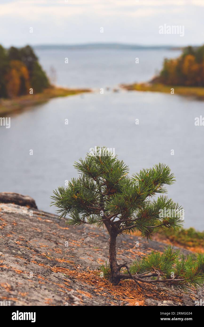 The pine tree at the top of the cliff hi-res stock photography and ...