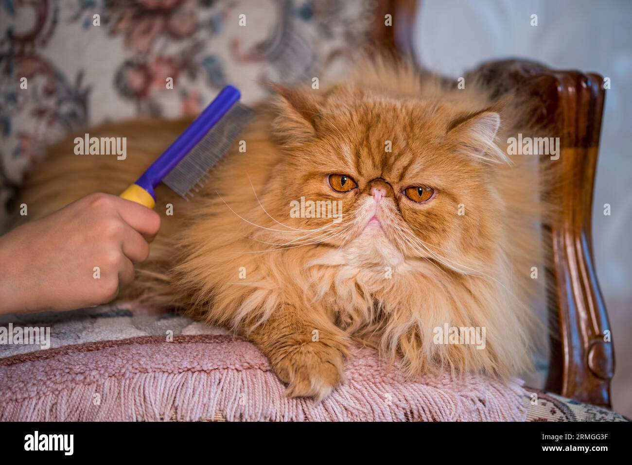 Exotic Longhair Suicide