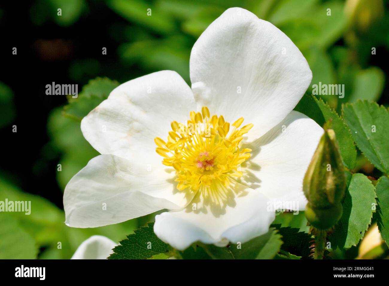 Dog Rose (rosa canina), close up of a solitary white flower of the ...