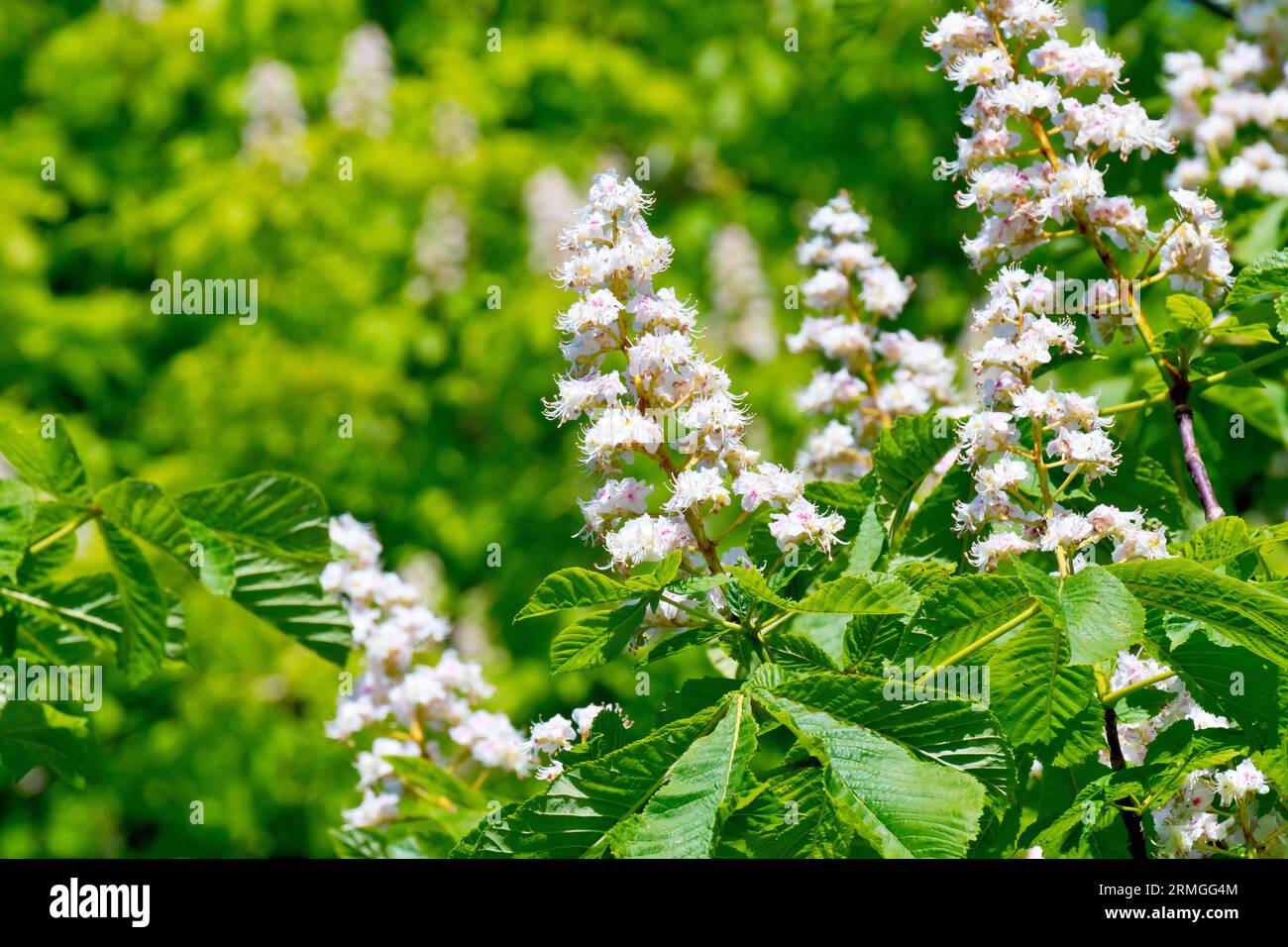 Horse Chestnut or Conker Tree (aesculus hippocastanum), close up of ...