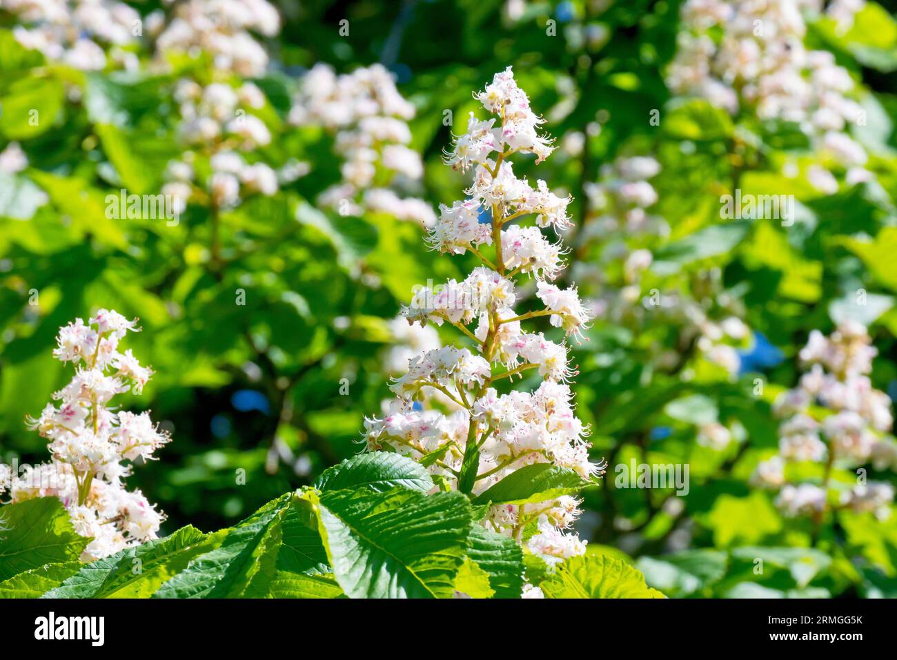 Horse Chestnut or Conker Tree (aesculus hippocastanum), close up of a ...