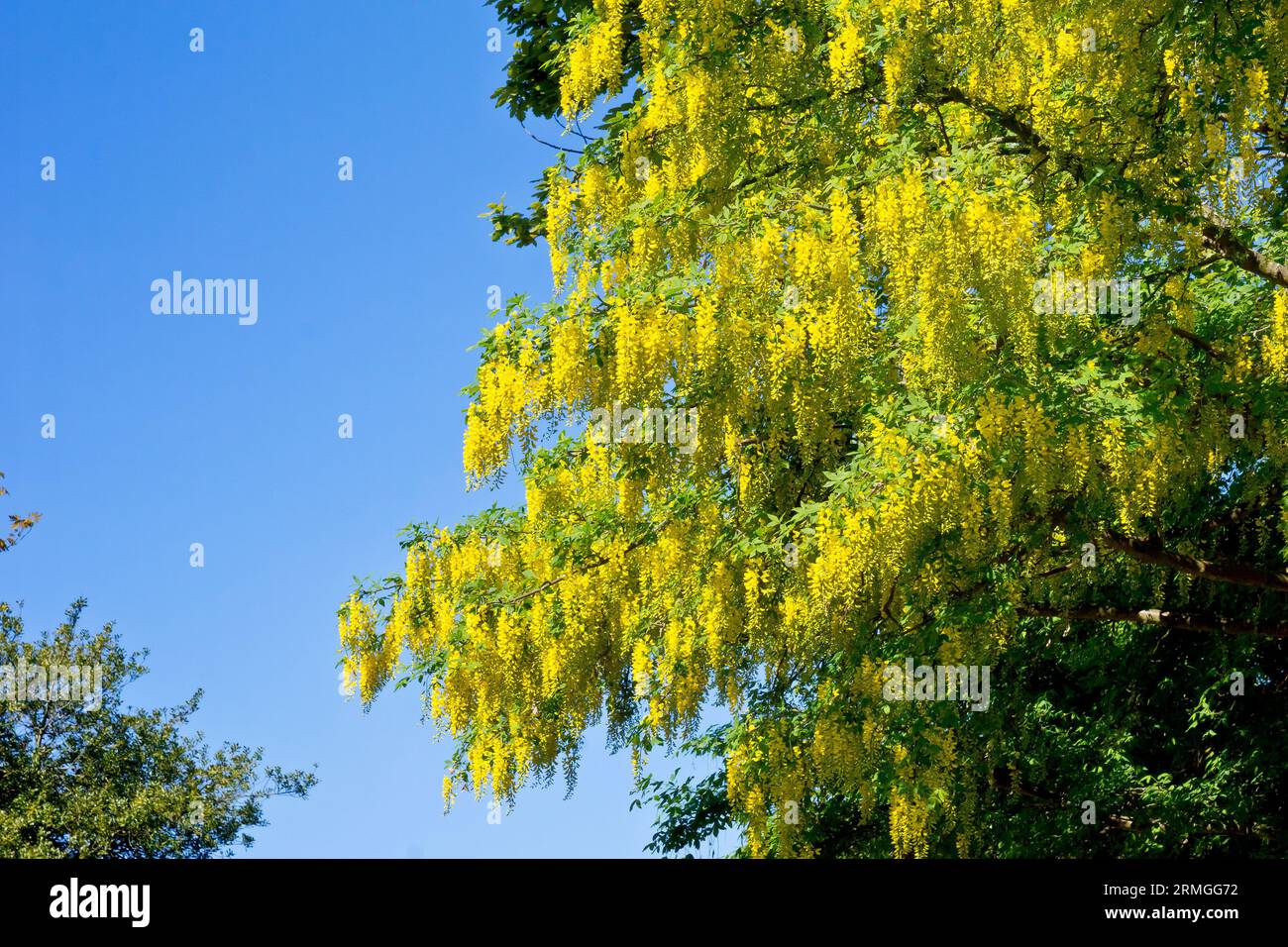 Laburnum (laburnum anagyroides), a wide view of the commonly planted ...