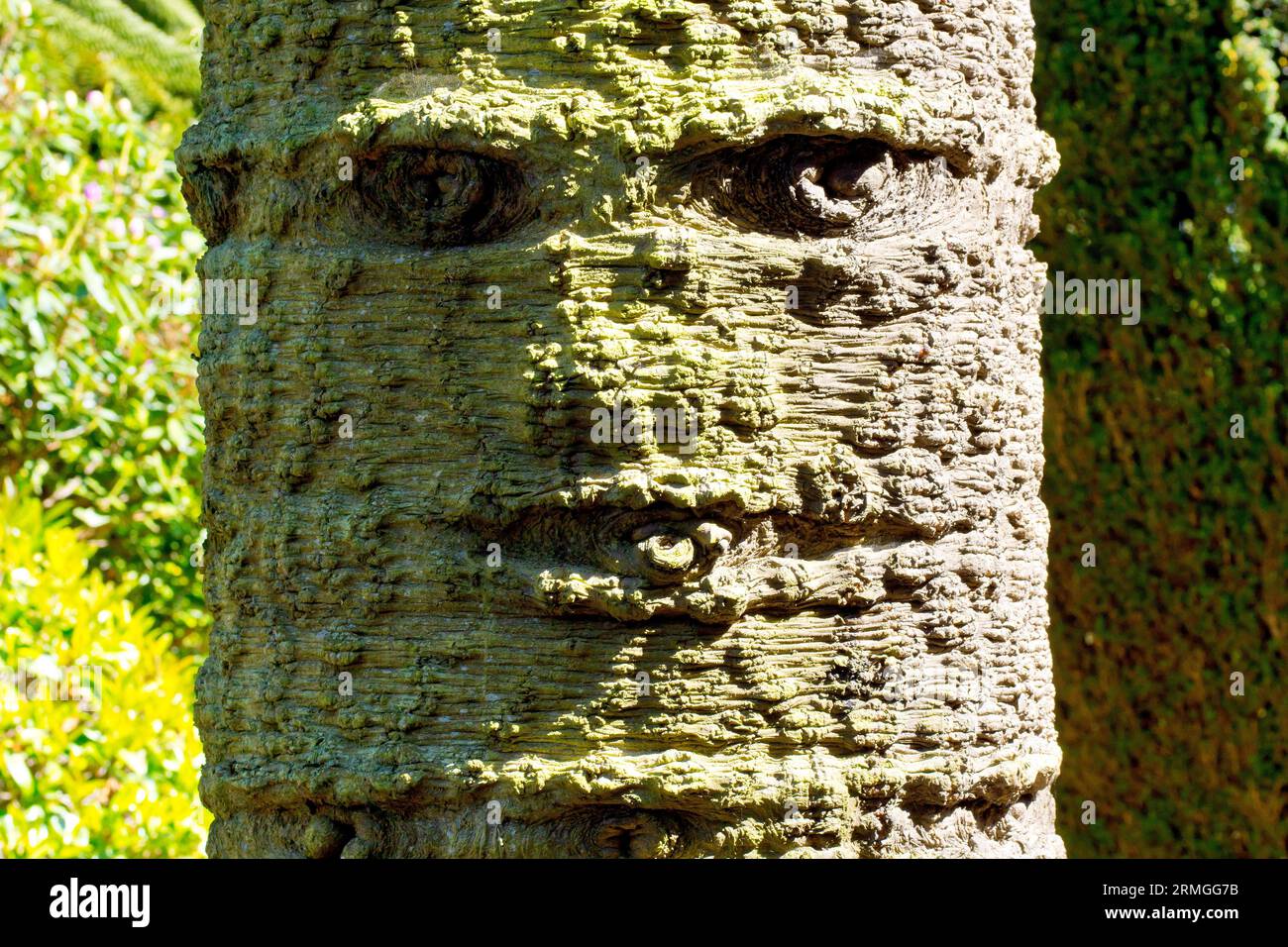 Peculiar facial features hi-res stock photography and images - Alamy