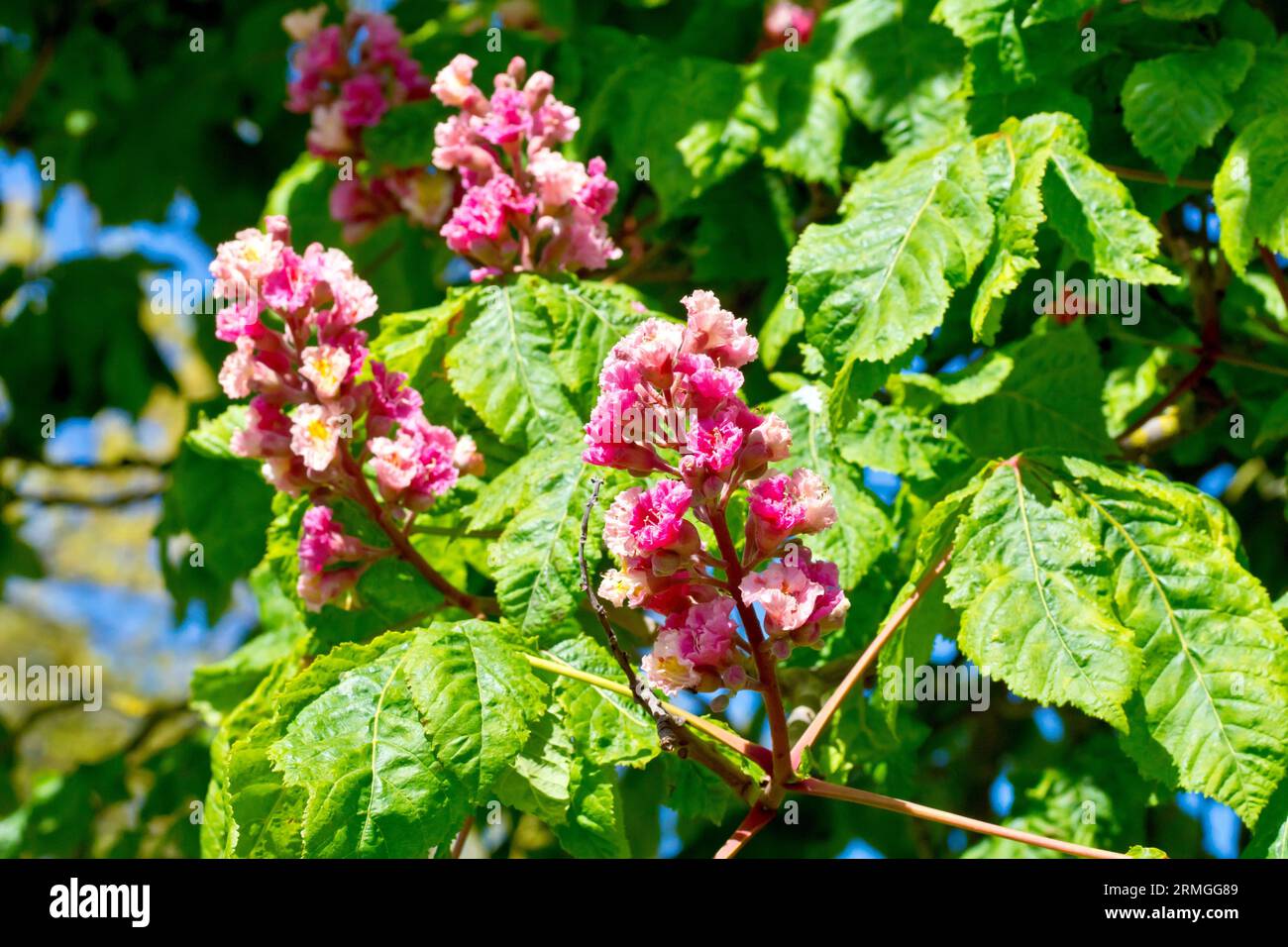 Red Horse Chestnut (aesculus carnea), close up of the spikes of dark ...