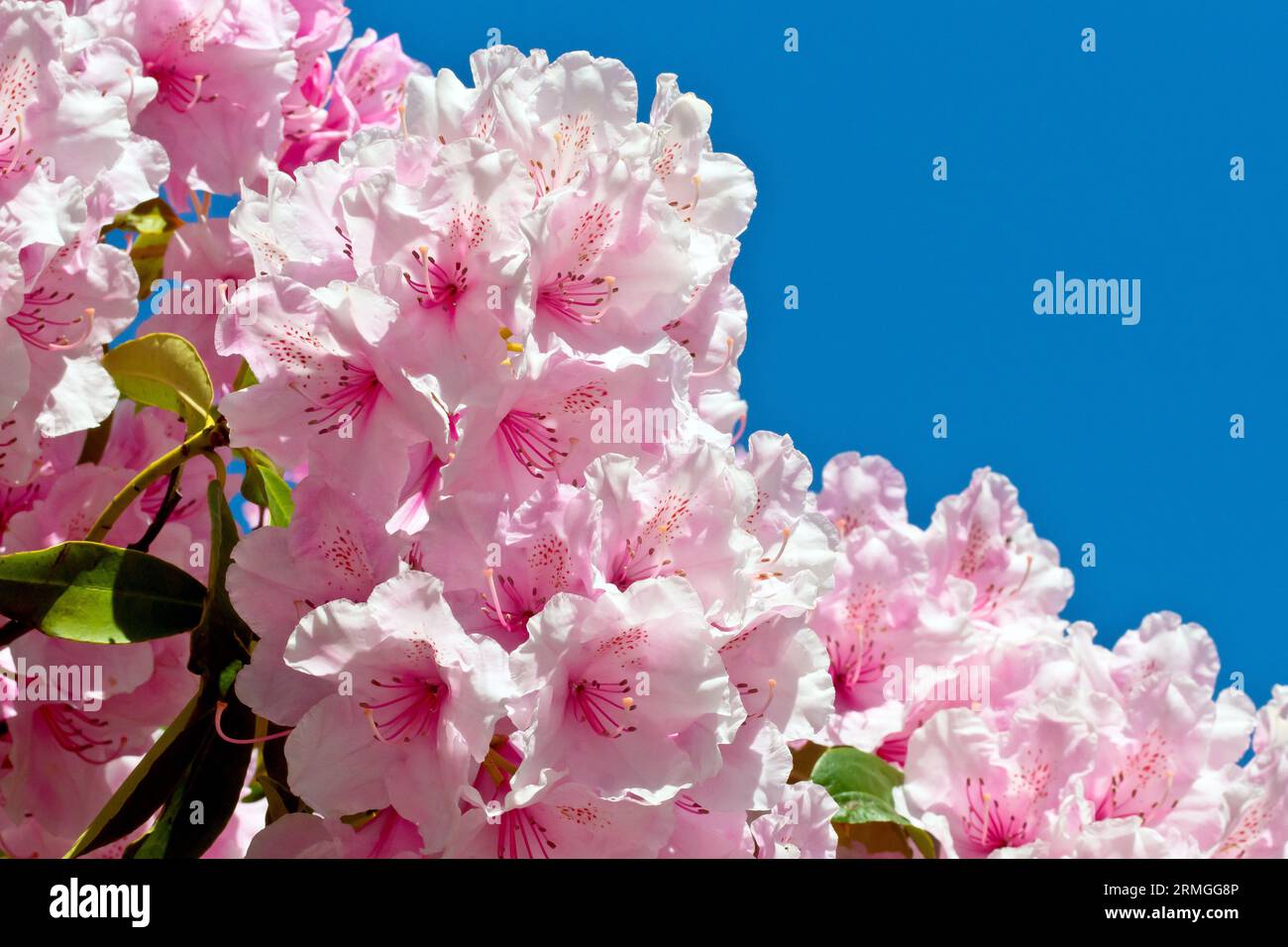Rhododendron, close up of the large pink flowers of this particular ...