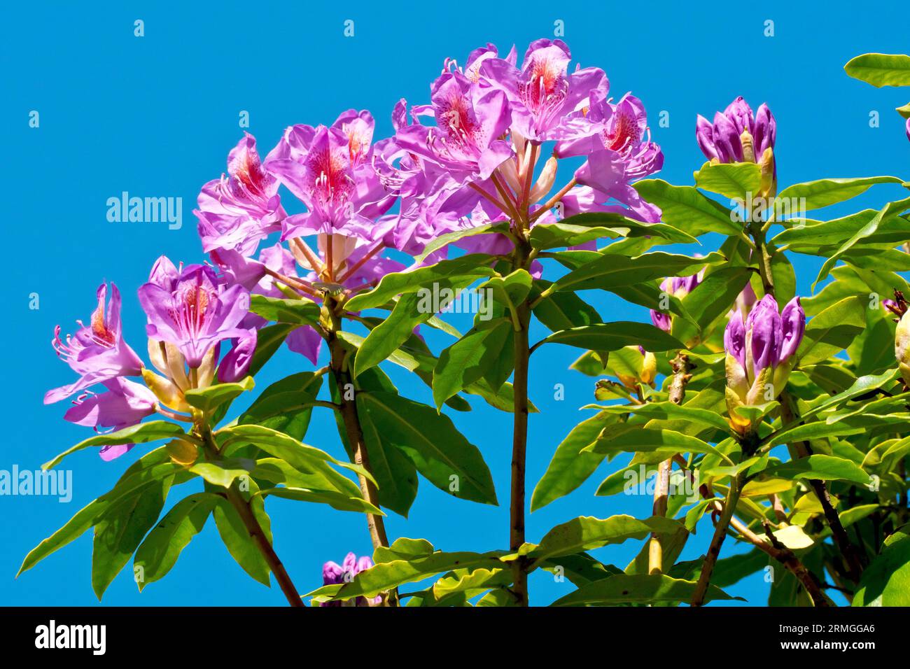 Rhododendron (rhododendron ponticum), close up of the large purple ...
