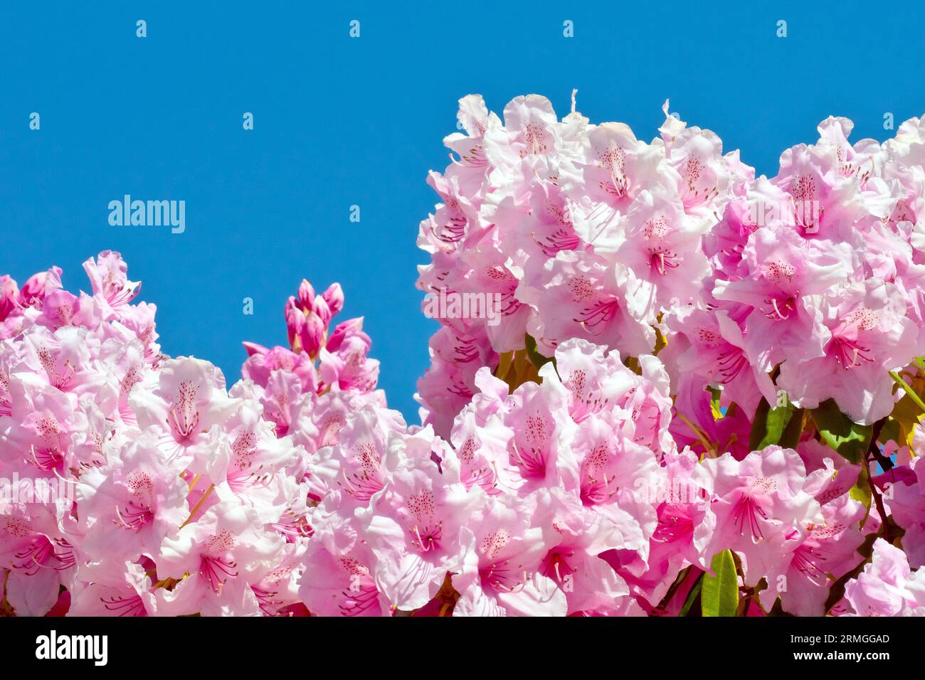 Rhododendron, close up of the large pink flowers of this particular ...