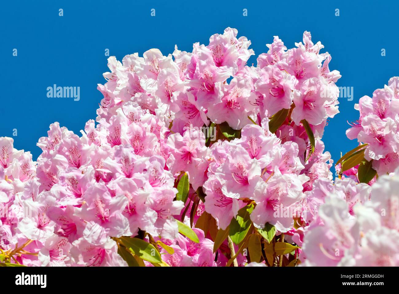 Rhododendron, close up of the large pink flowers of this particular ...