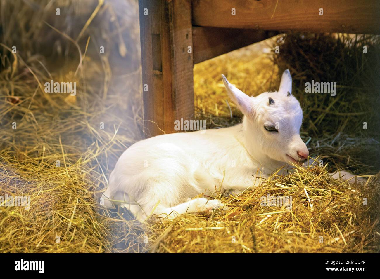 Goat lamb in the stable Stock Photo - Alamy