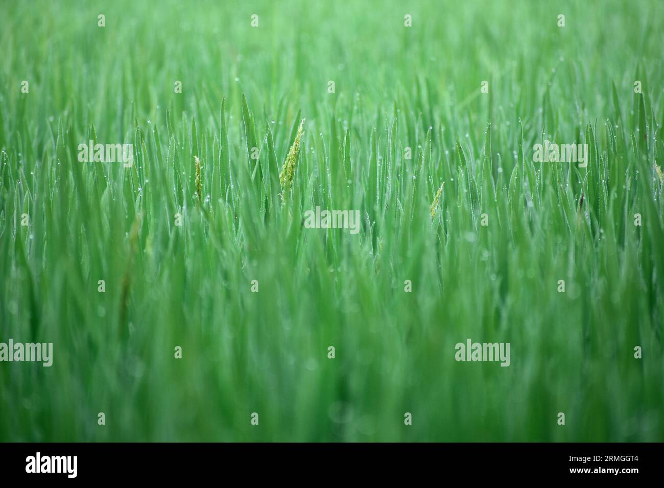 Paddy field tall rice crop hi-res stock photography and images - Alamy