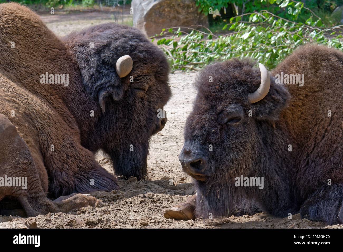American buffalo (Bison bison athabascae >) Forest bison Stock Photo ...