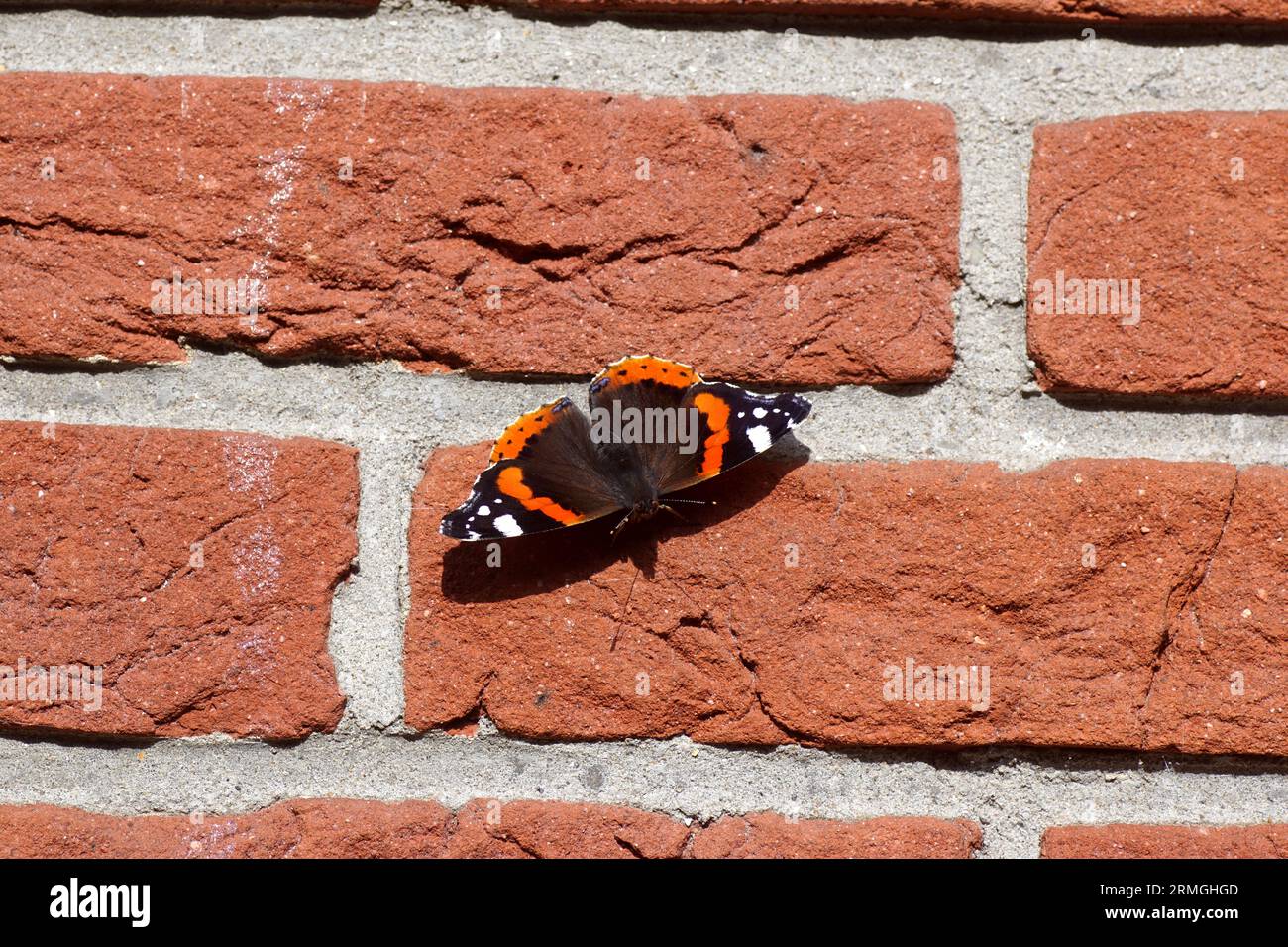 Red admiral, red admirable (Vanessa atalanta), family Nymphalidae on a ...