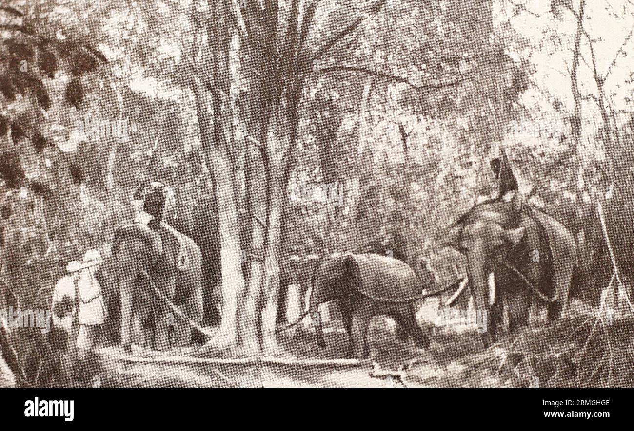 Working on elephants in the forests of Malabar in India. Photo taken in ...