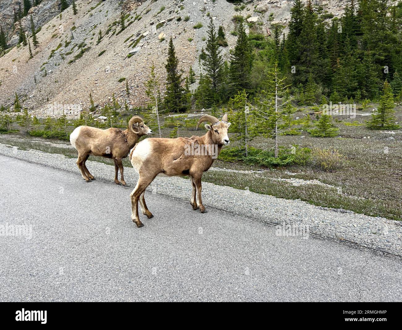 Big Horn Sheep spotted while driving on the Icefields Parkway in Jasper ...