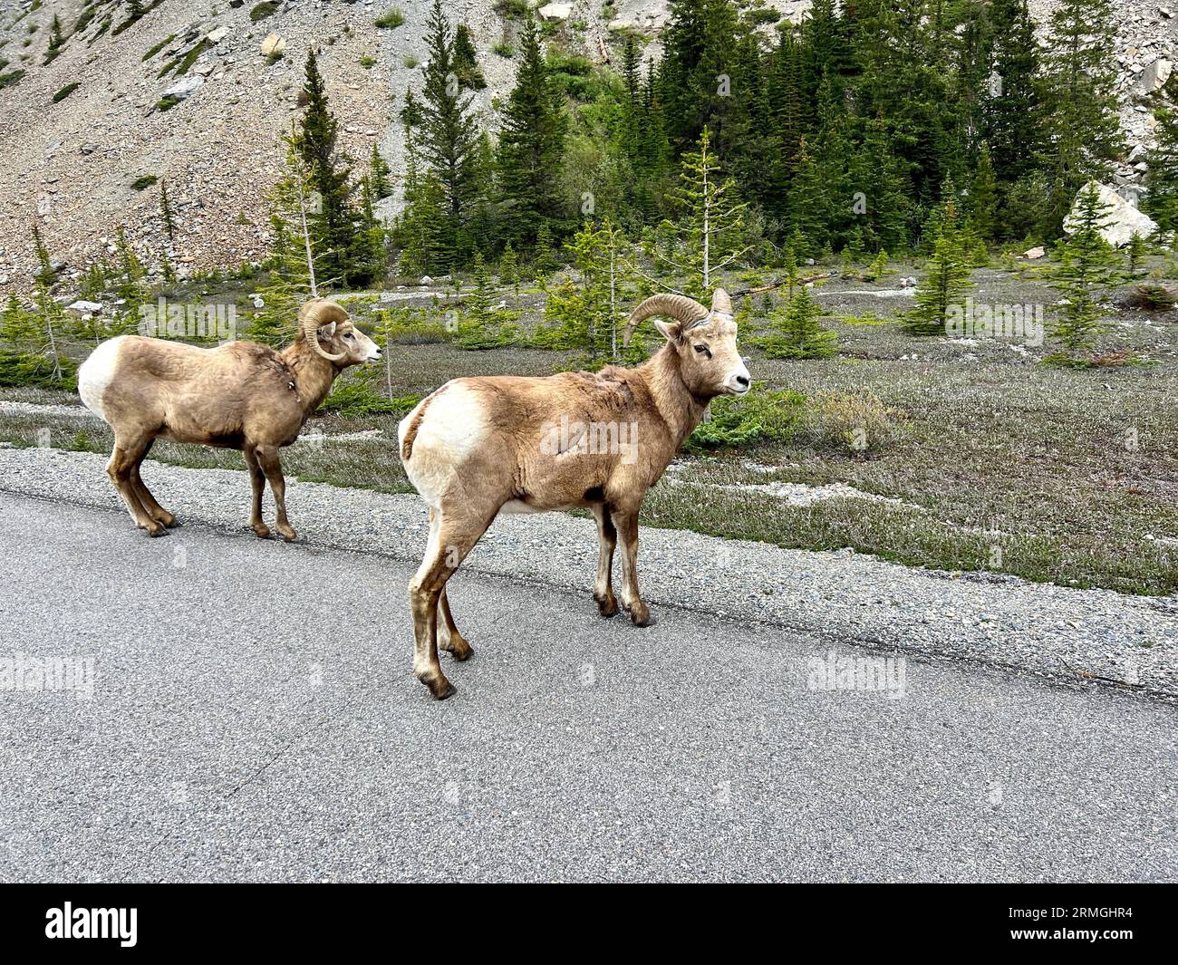 Big Horn Sheep spotted while driving on the Icefields Parkway in Jasper ...