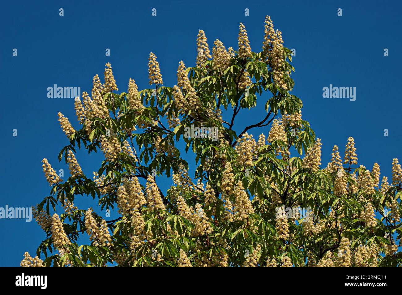 White horse-chestnut, Aesculus hippocastanum or Conker tree with flower ...