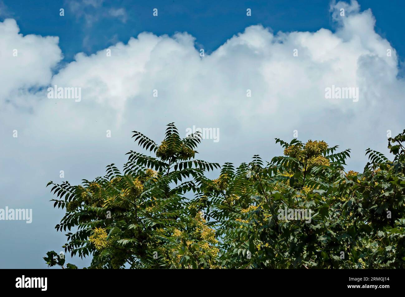 Leaves and seed at tree of heaven or Ailanthus altissima, Sofia ...