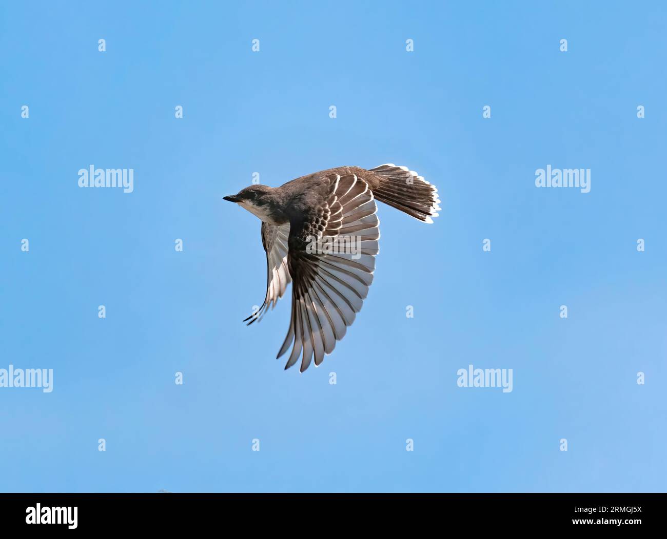Eastern kingbird in flight hi-res stock photography and images - Alamy