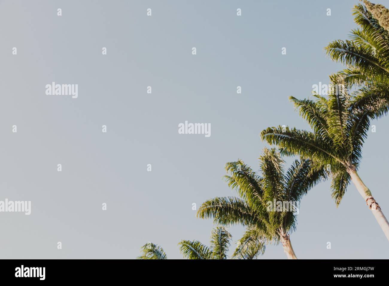 tropical paradise concept with blue sky Stock Photo - Alamy