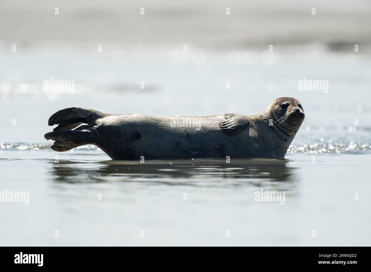Plage Des Phoques, France. 22nd Aug, 2023. A seal lies on a sandbank in ...
