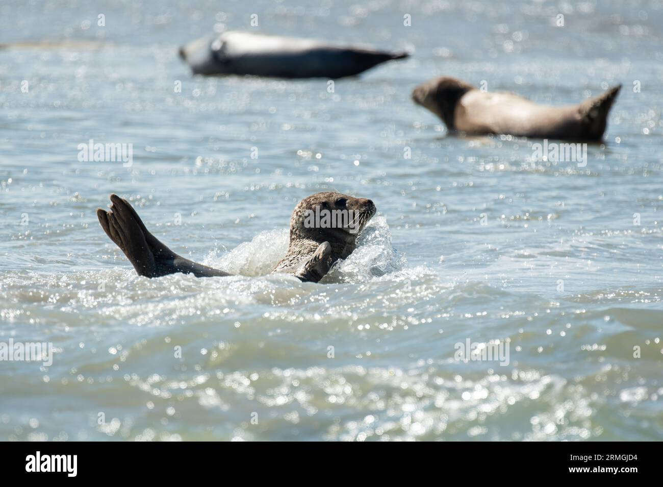 Plage Des Phoques, France. 22nd Aug, 2023. Seals lying in the water in ...