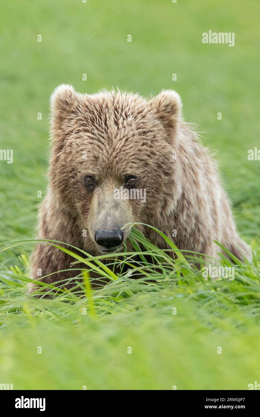 Brown Bear, McNeil River, Alaska Stock Photo - Alamy
