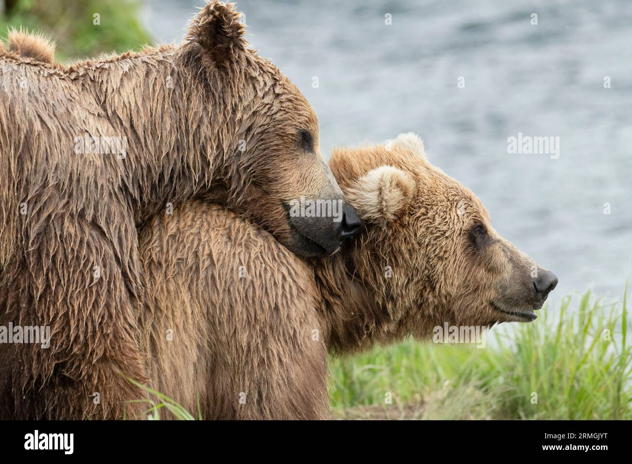 Brown Bear, McNeil River, Alaska Stock Photo - Alamy