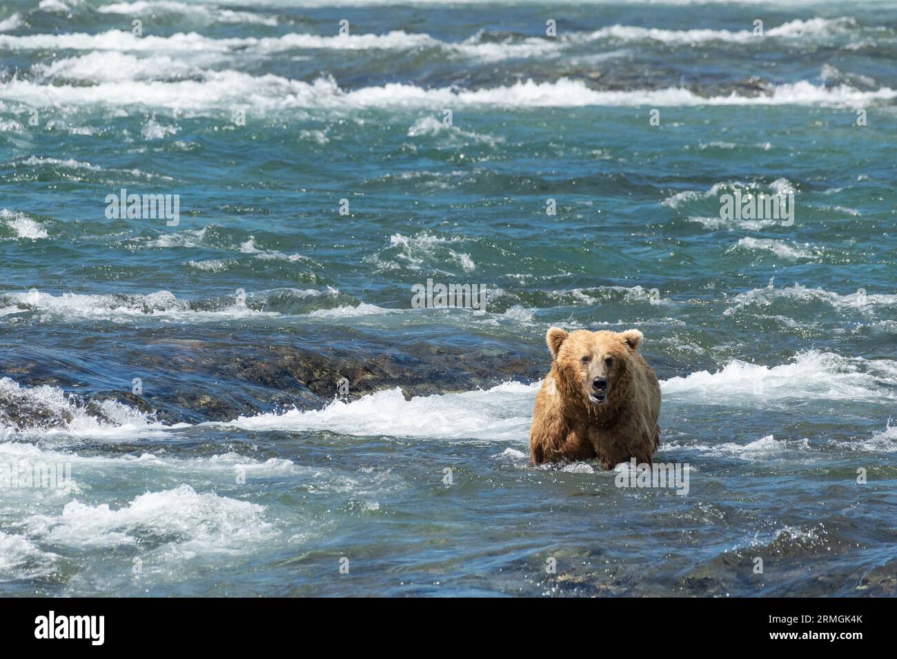 Mcneil river hi-res stock photography and images - Alamy