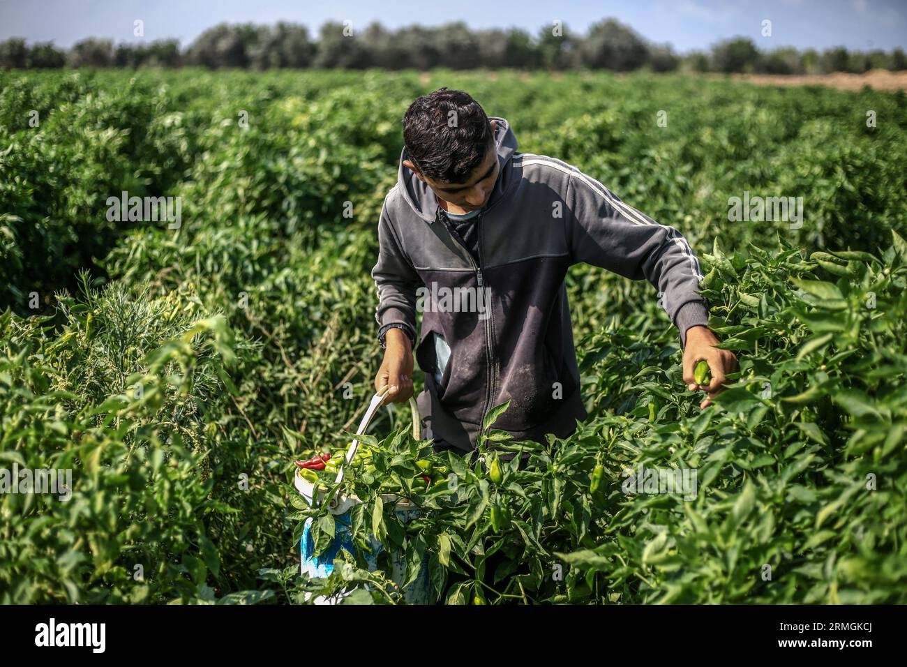 Gaza, Palestine. 28th Aug, 2023. A Palestinian worker harvests pepper ...