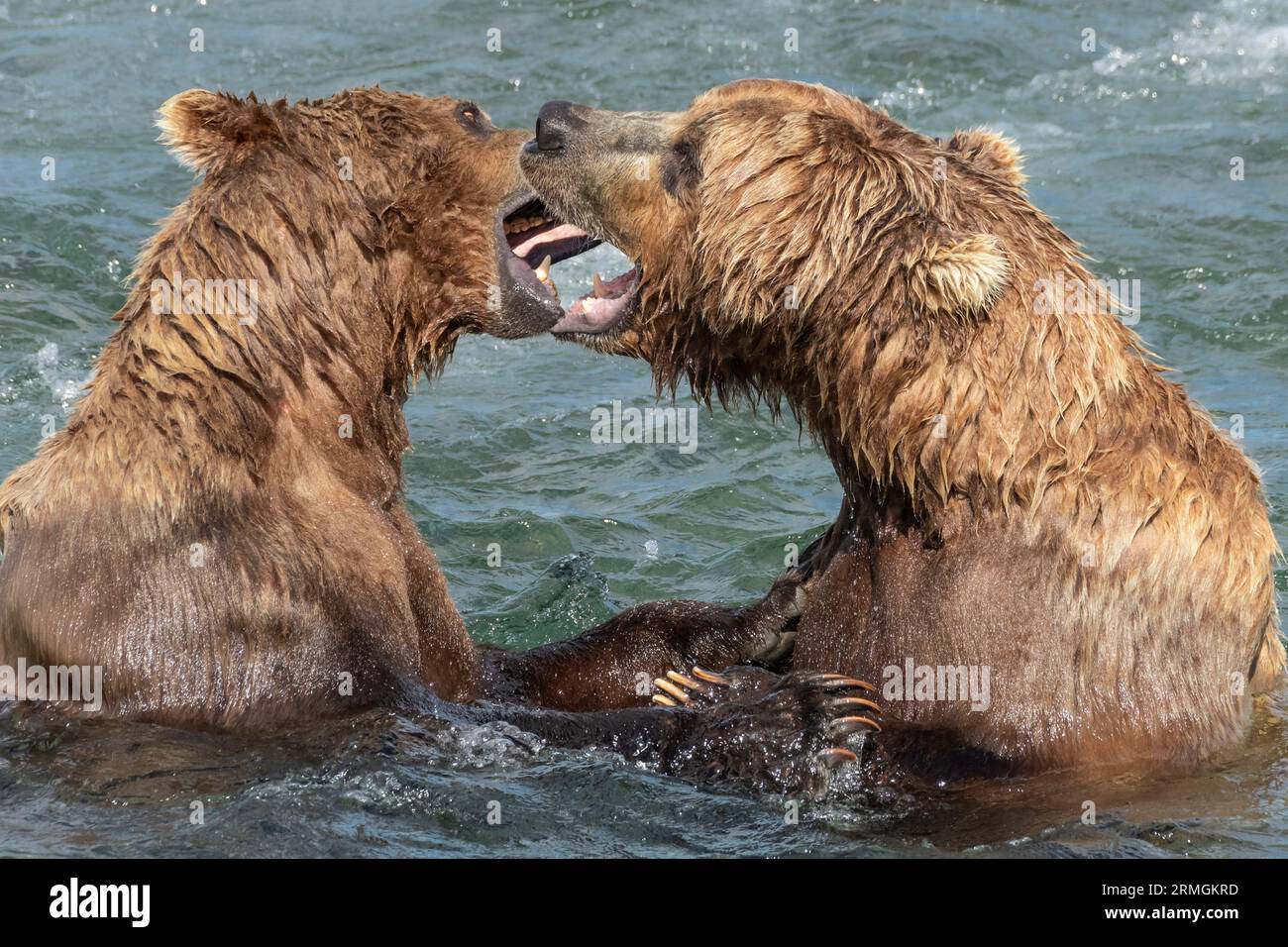 Brown Bear, McNeil River, Alaska Stock Photo - Alamy