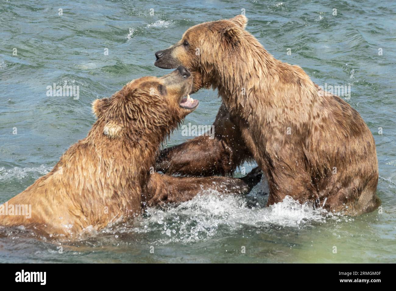 Brown Bear, McNeil River, Alaska Stock Photo - Alamy