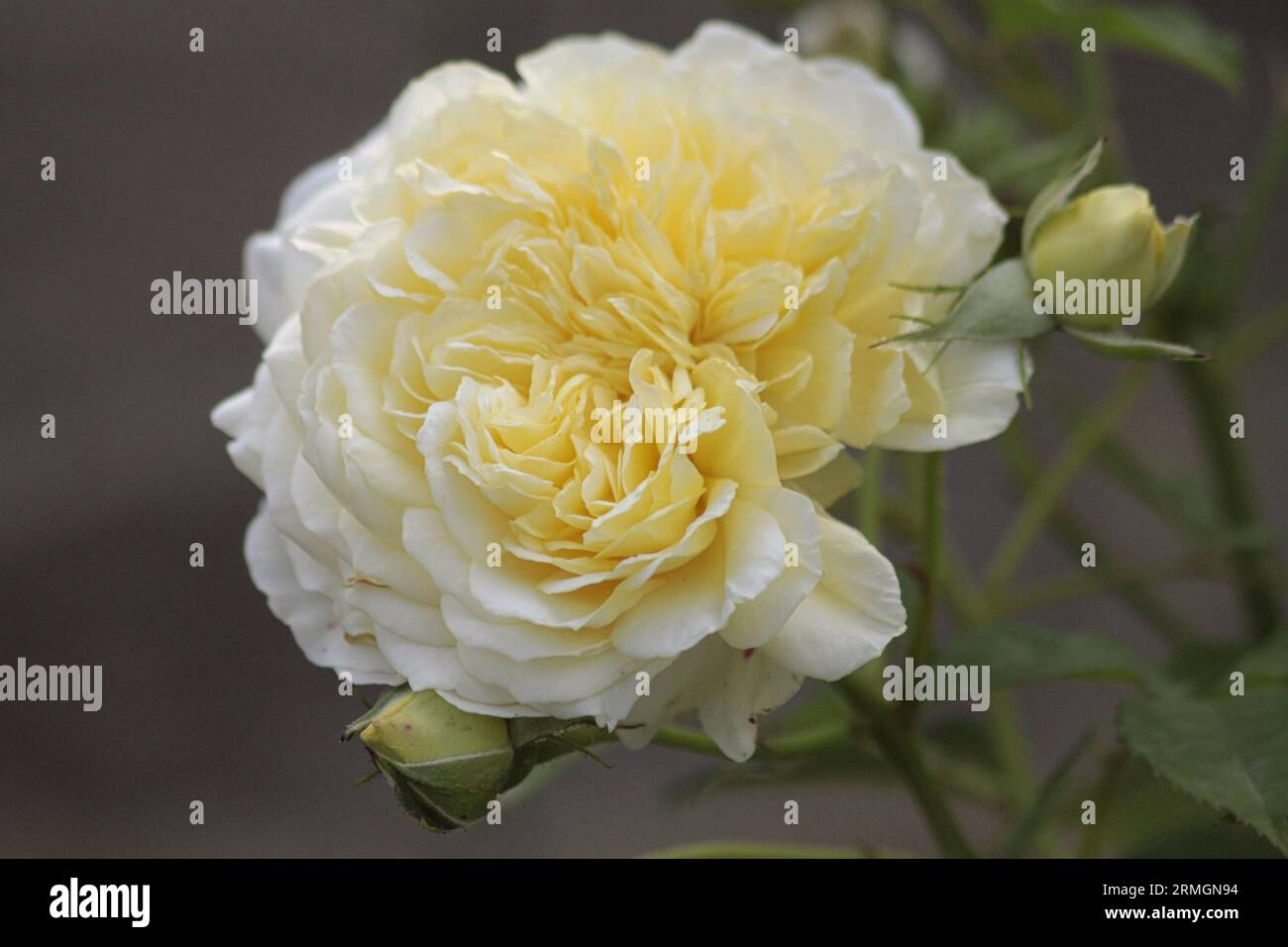 Close up of The Pilgrim, a David Austin rose. Late summer season Stock ...