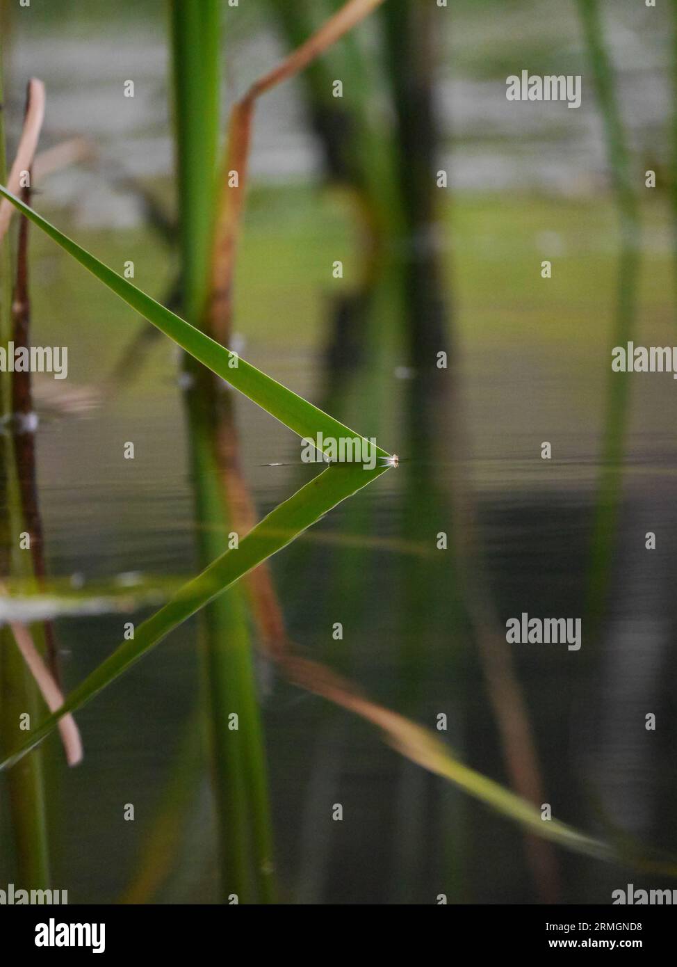 Reed in water hi-res stock photography and images - Alamy