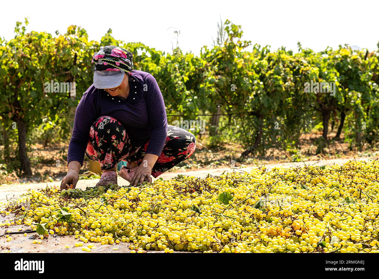 The process of cutting raisins from the vineyards and laying them on ...