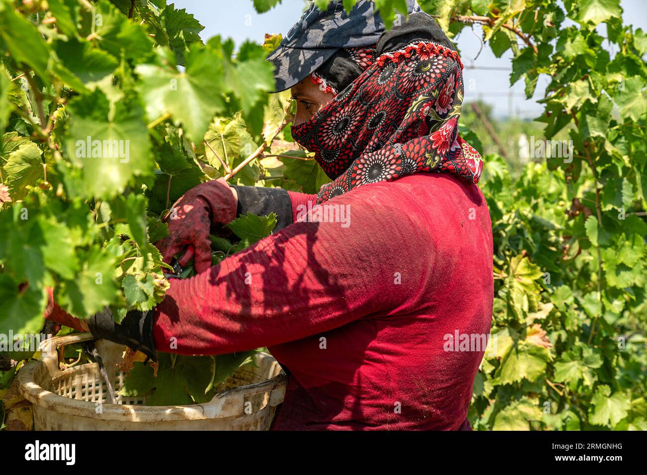 The process of cutting raisins from the vineyards and laying them on ...