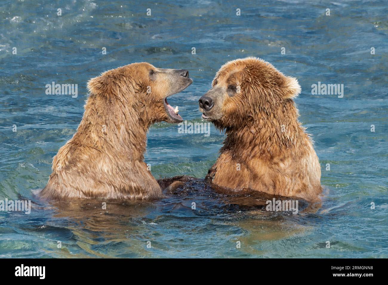 Brown Bear, McNeil River, Alaska Stock Photo - Alamy