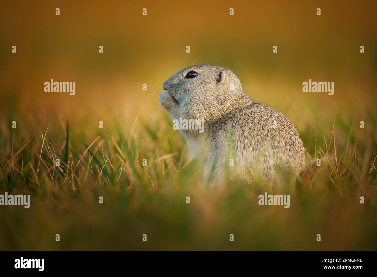 The European ground squirrel, Spermophilus citellus -also known as the ...